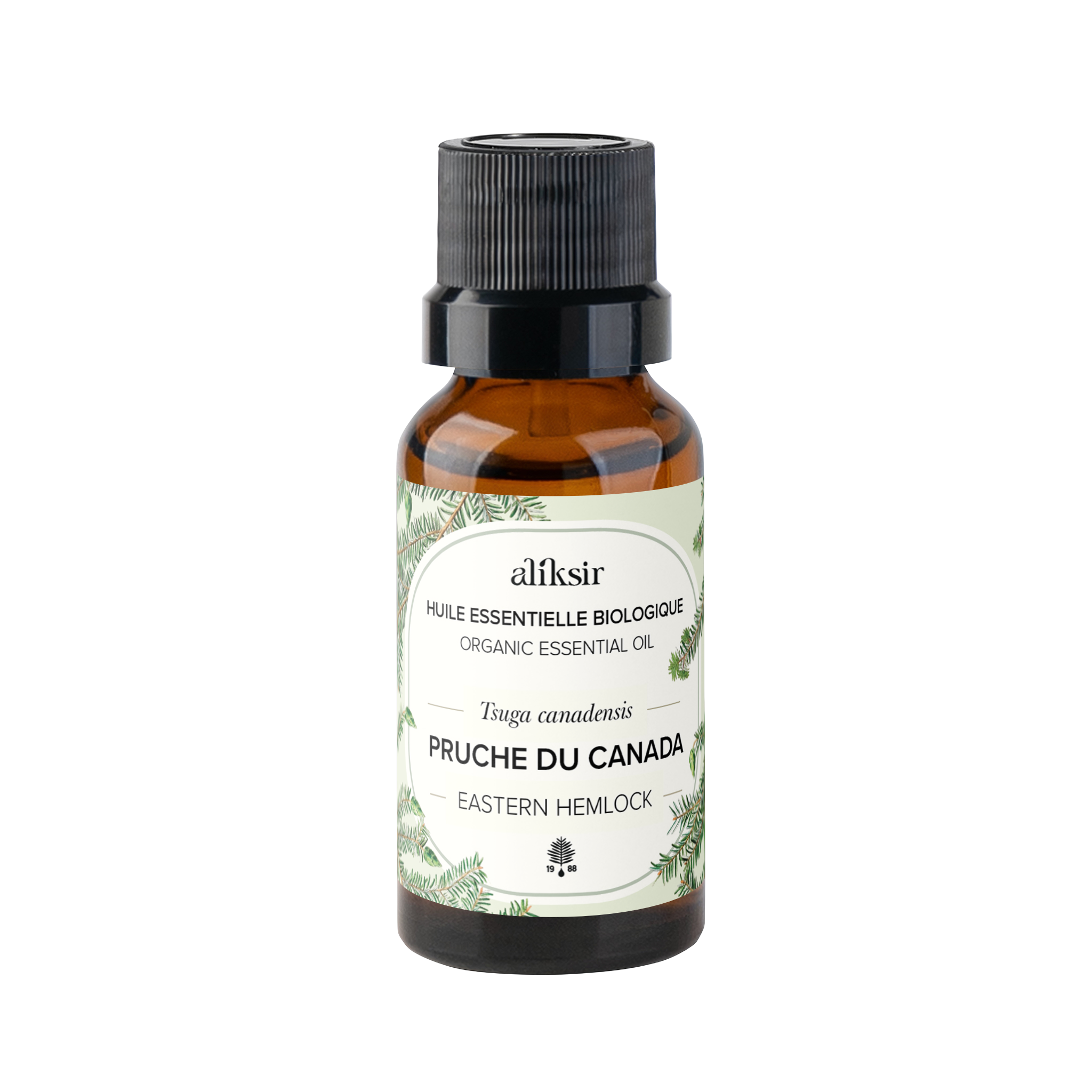 Eastern Hemlock (Tsuga canadensis) - Organic Essential Oil – Aliksir ...