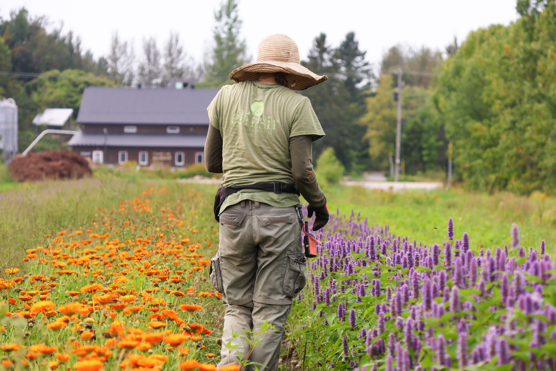 Aliksir | Organic essential oils – Aliksir Huiles Essentielles