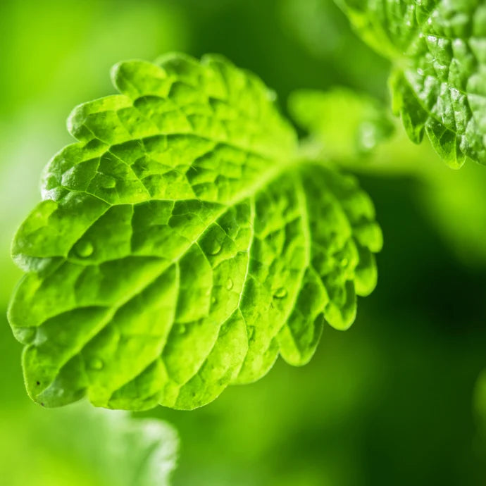 Mélisse officinale (Melissa officinalis) - Eau essentielle bio ...