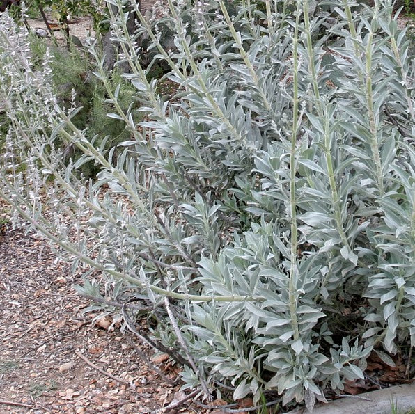 White Sage (Salvia apiana) - Essential Oil – Aliksir Huiles Essentielles