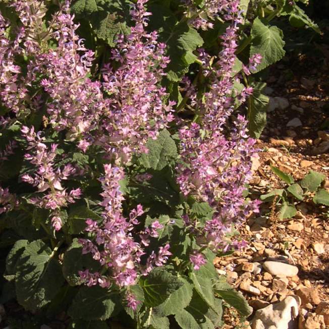 Clary Sage (Salvia sclarea) - Organic Essential Oil – Aliksir Huiles ...