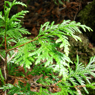 Eastern White Cedar (Thuja occidentalis) - Organic Essential Oil ...